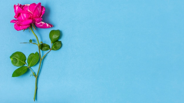 La Verdadera Historia de la Rosa Azul: Descubre su Significado y Origen